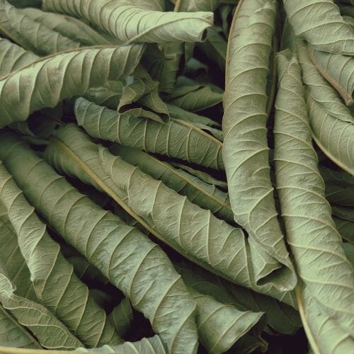 The Bayabas Collection – Herbalaria